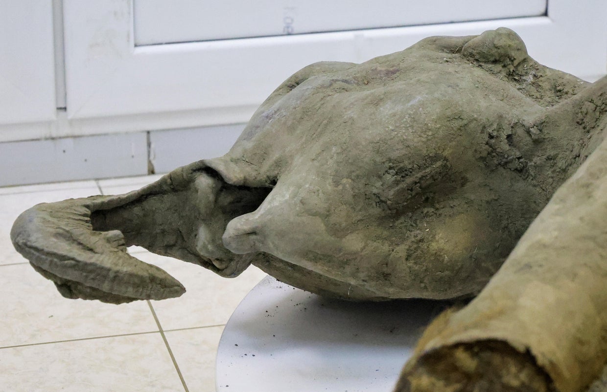 Photos show well-preserved remains of 50,000-year-old baby mammoth found in Siberia - CBS News