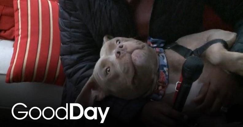 Adorable 1-Year-Old Pitty Mix Looking for Her Forever Home! - Good Day ...