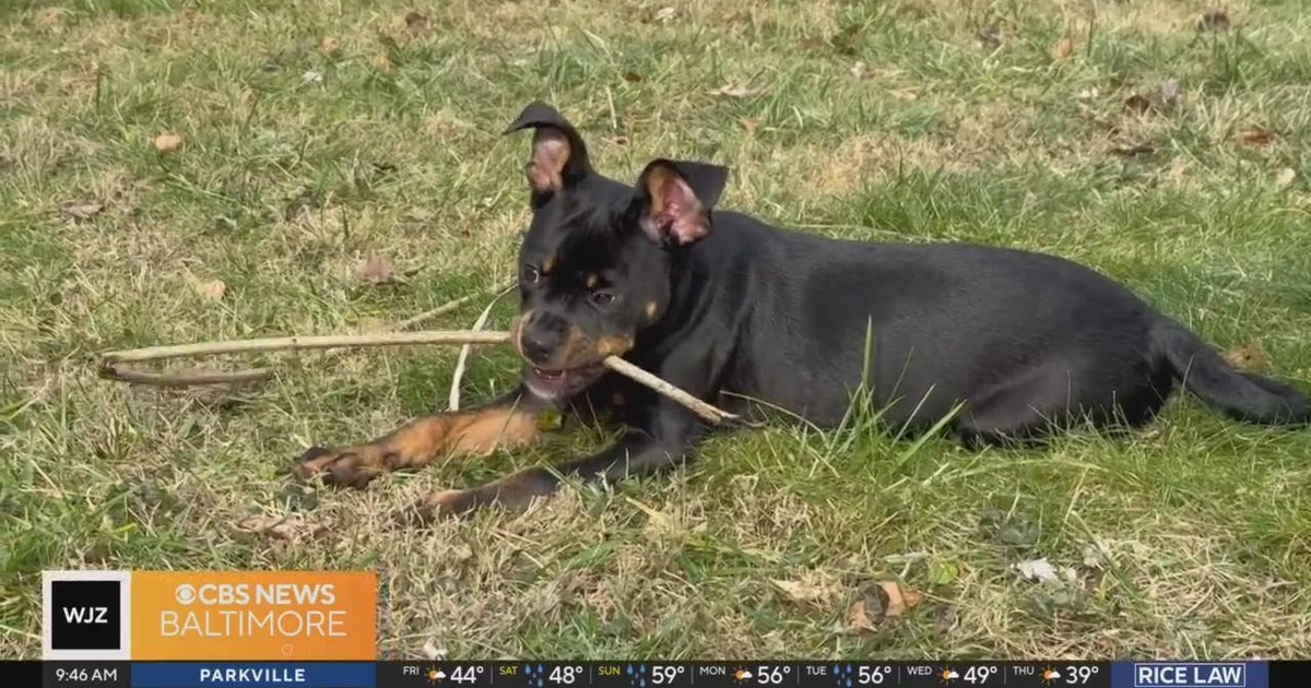 Meet Berkeley, a tiny pup with big ears | Furever Home - CBS Baltimore