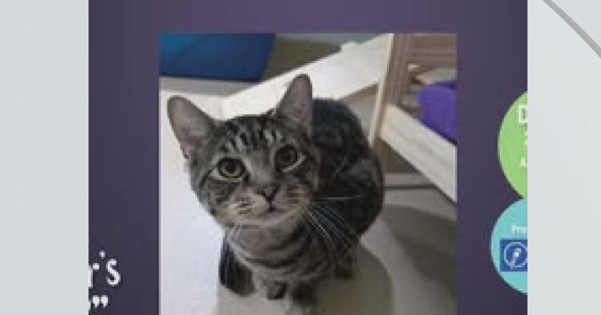 Learn more about Animal Friends' New Year's "Reverse" Rescue - CBS ...