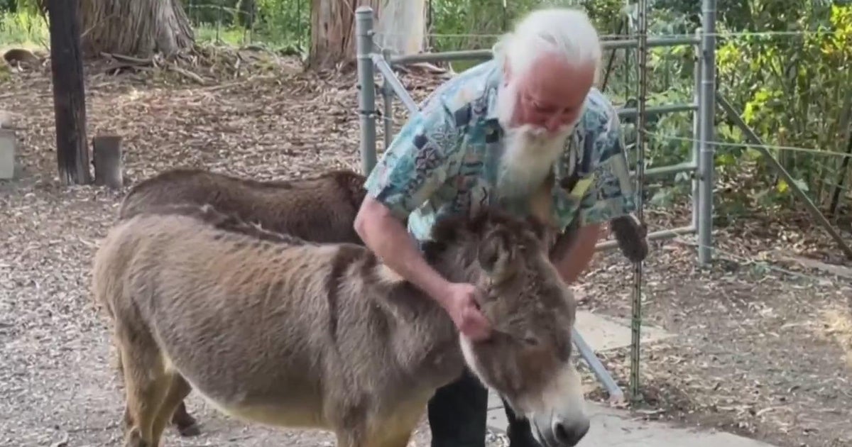 Perry, Bay Area donkey who was an inspiration behind character in ...