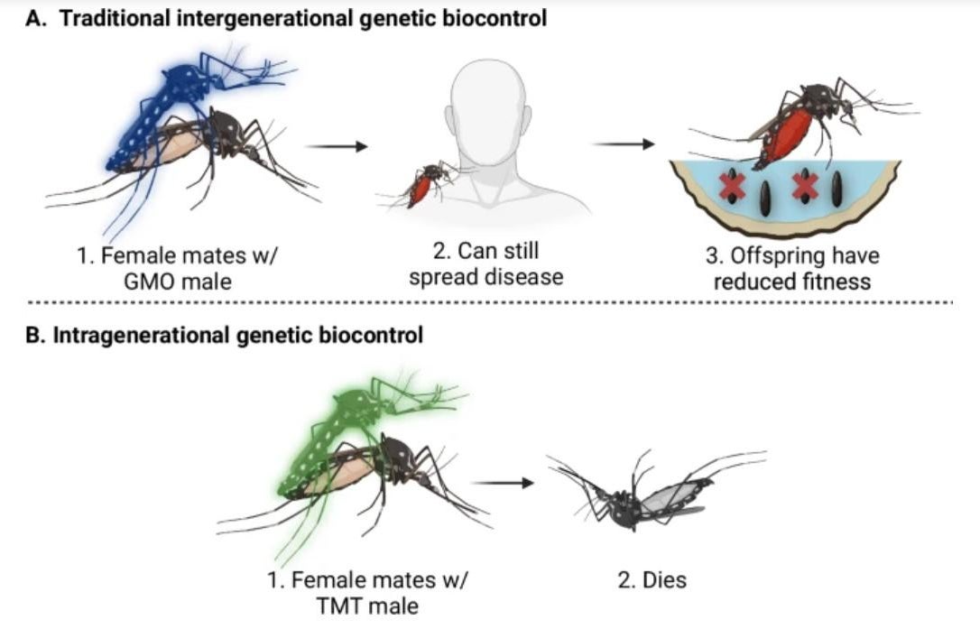 Genetically engineered mosquitoes with "toxic" semen could kill females ...