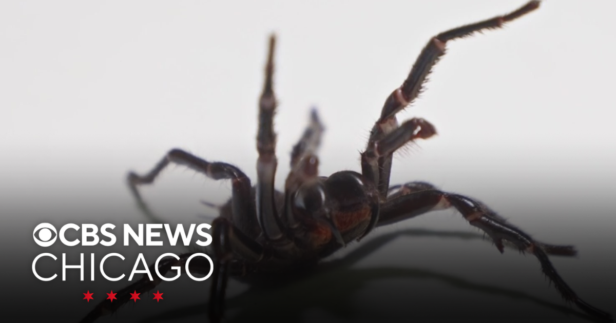 The Australian Zoo now home to largest funnel-web spider - CBS Chicago