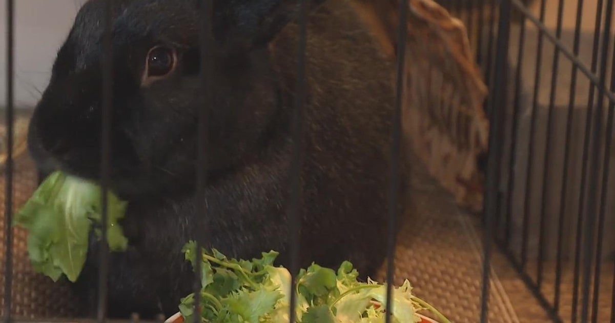 KD Sunday Spotlight: Rabbit Wranglers helps care for rabbits - CBS ...