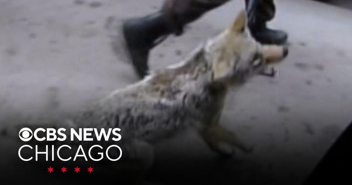 CBS Chicago Vault: Coyote caught at Quiznos in downtown Chicago - CBS ...