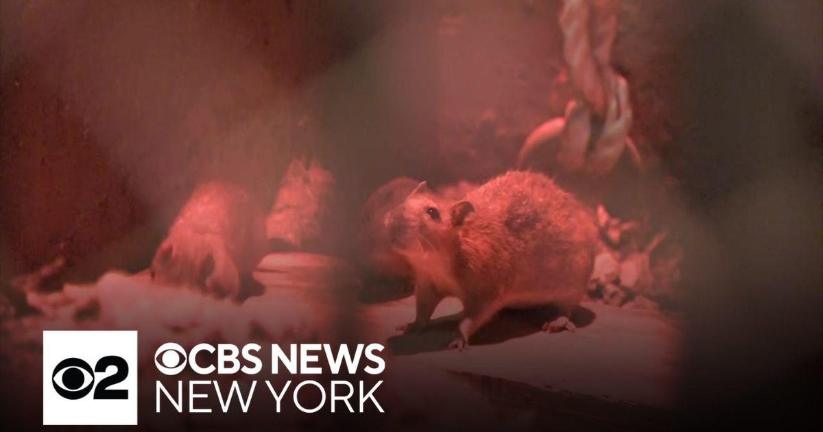 Rat complaint calls to 311 down in New York City, officials say - CBS ...