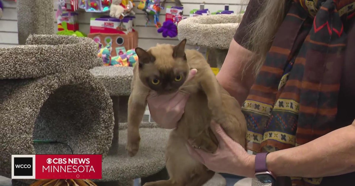 Cats get a chance to strut their stuff at show in St. Paul - CBS Minnesota