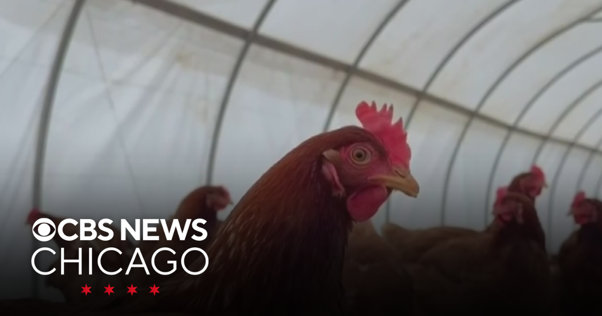 Thousands of chickens dead in bird flu outbreak at south suburban ...