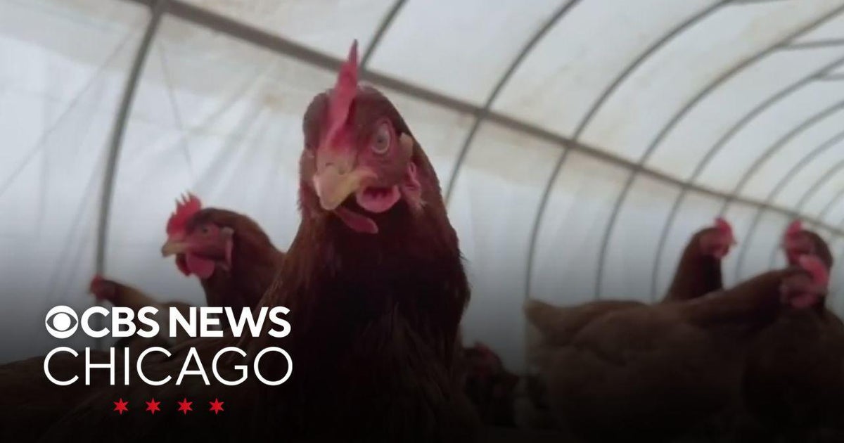 Bird flu outbreaks decimate chickens at Chicago area farm, prompt alert ...