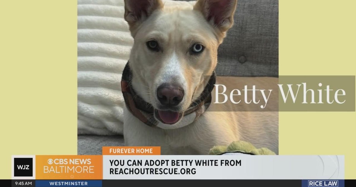 Betty White, named after the beloved actress, is looking for her ...