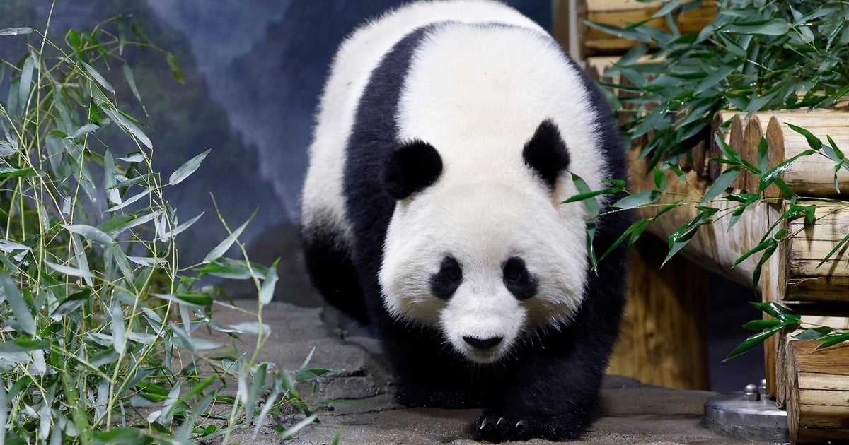 Inside the National Zoo's giant pandas debut - CBS News