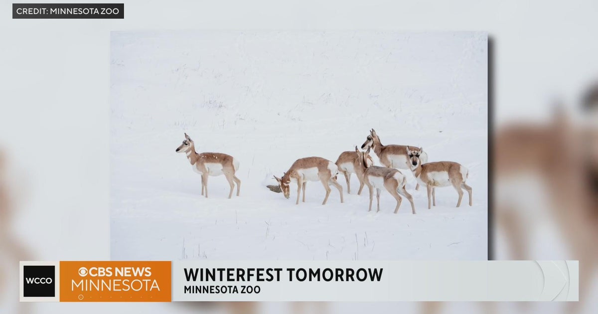 Winterfest at Minnesota Zoo highlights how animals embrace the snow ...