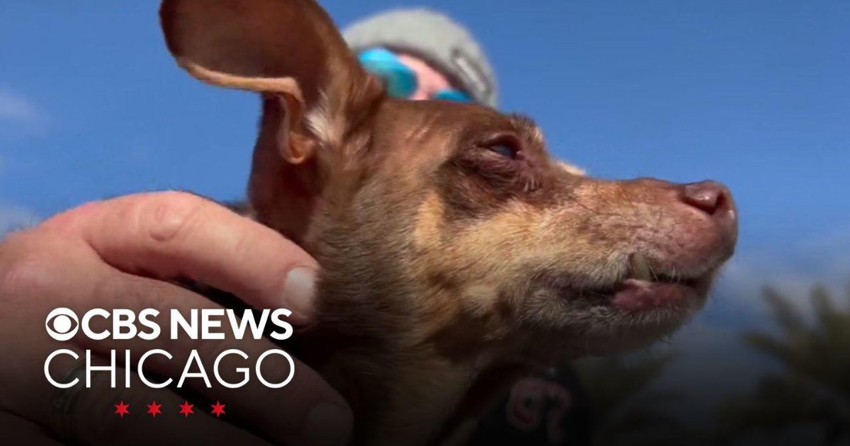 Arizona man’s lost dog found ooafter eight years - CBS Chicago