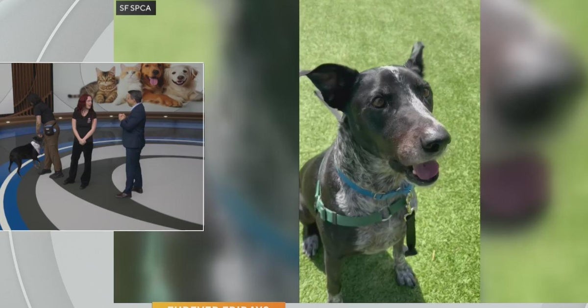 Meet Boba Fetch for "Furever Fridays" - CBS San Francisco