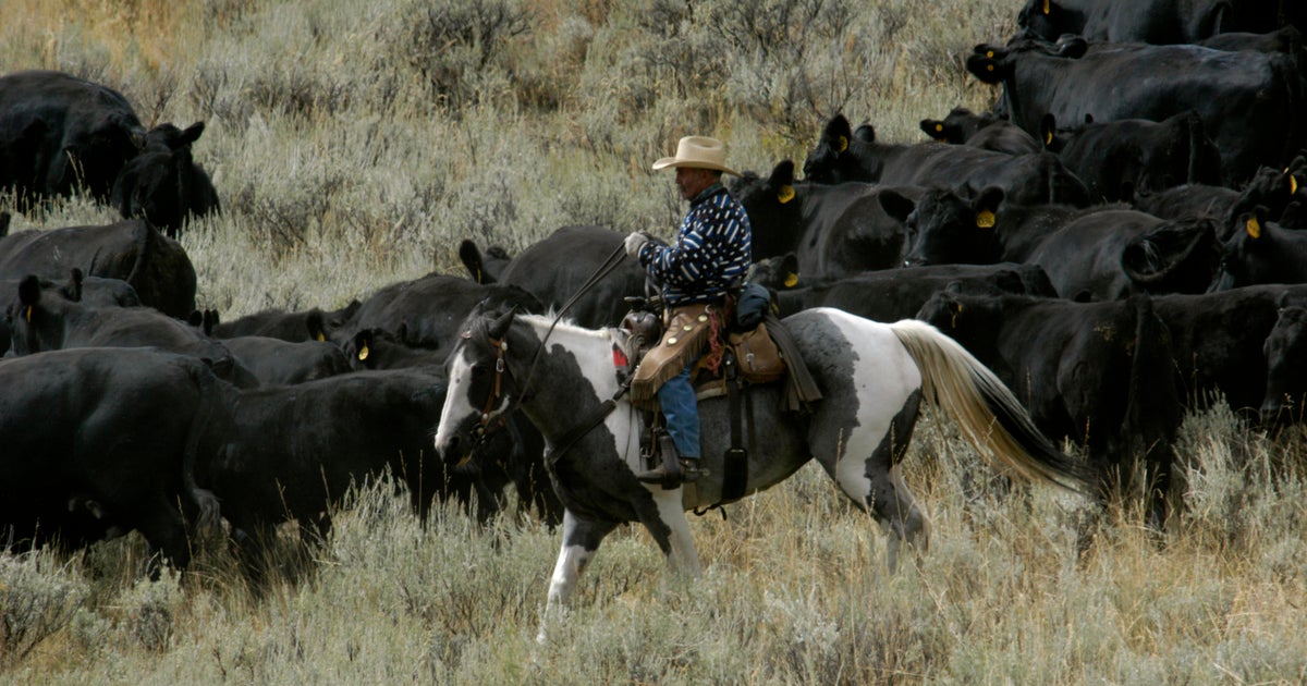 Colorado hires range riders to protect livestock from wolves as Boebert ...
