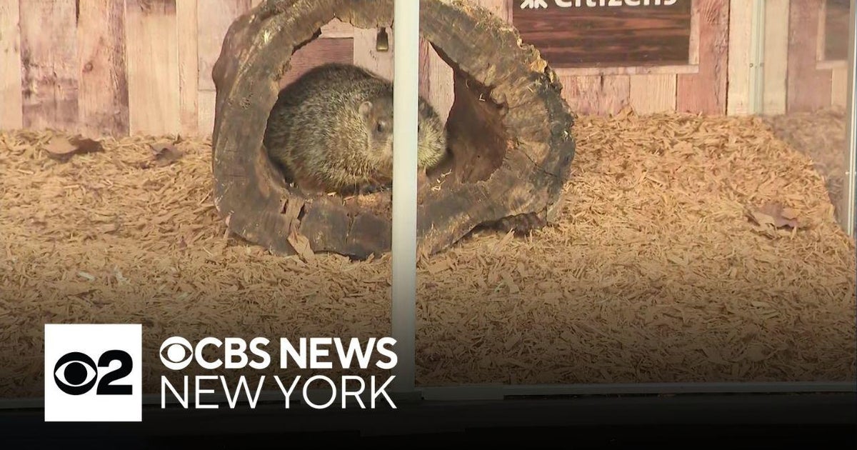 Staten Island Chuck makes 2025 Groundhog Day prediction - CBS New York
