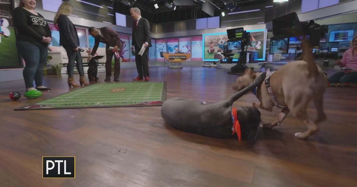 Meeting the local pups competing in the Puppy Bowl - CBS Pittsburgh