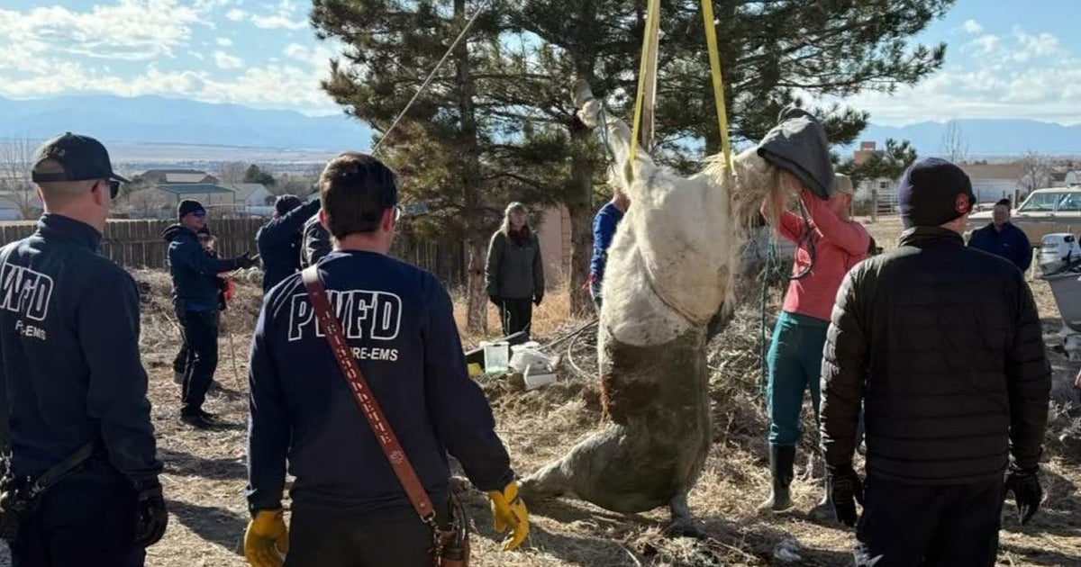 Horse rescued from collapsed septic tank in Pueblo County - CBS Colorado