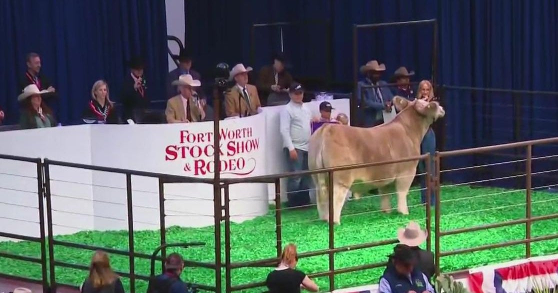 Grand champion steer sells for $375,000 at Fort Worth Stock Show and ...