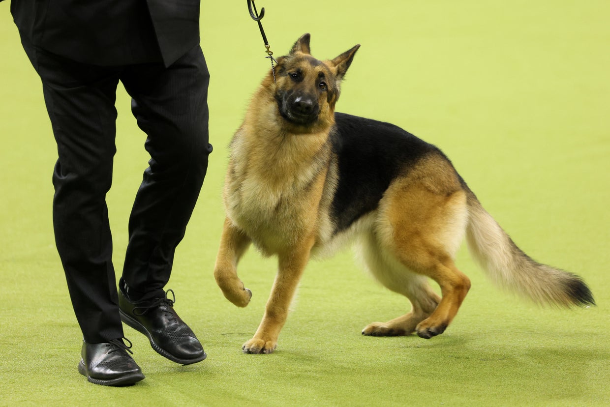 Monty the giant schnauzer wins Best in Show. See the Westminster Dog ...