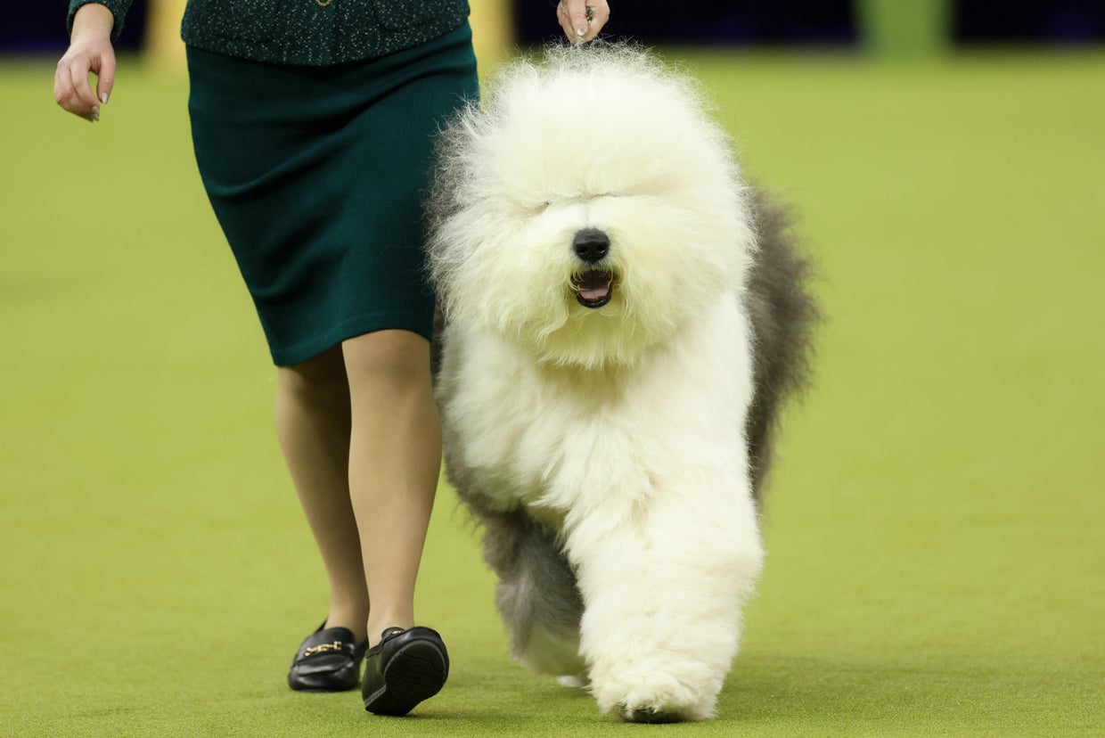 Monty the giant schnauzer wins Best in Show. See the Westminster Dog ...