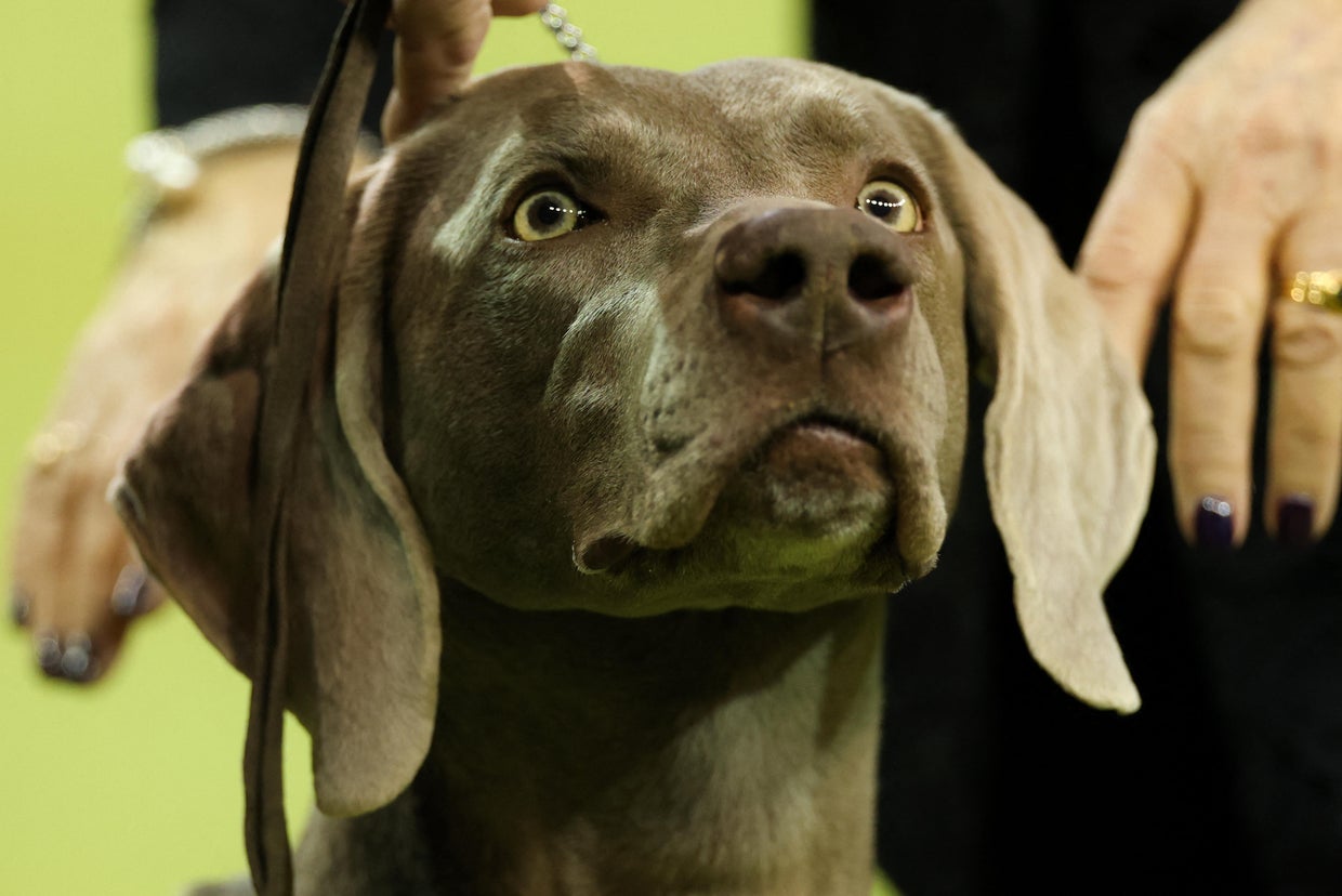 Monty the giant schnauzer wins Best in Show. See the Westminster Dog ...