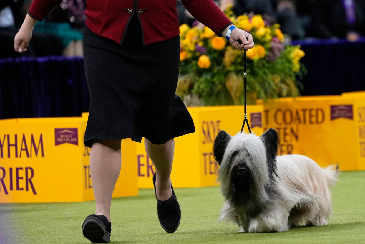 Monty the giant schnauzer wins Best in Show. See the Westminster Dog ...