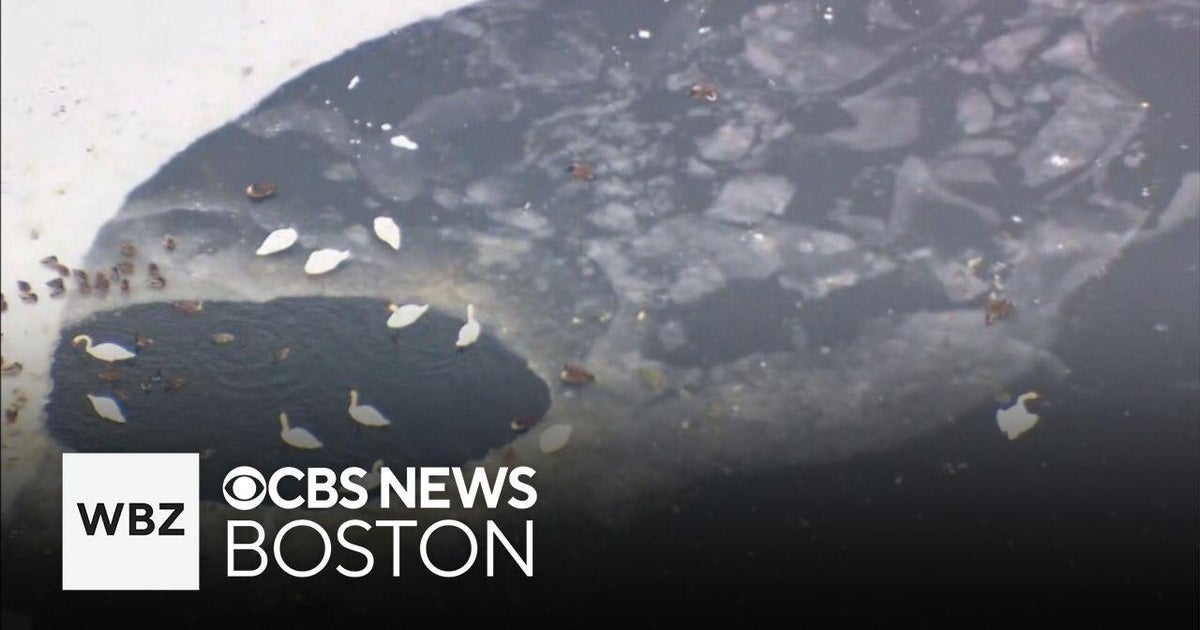 Risk of bird flu to humans and pets is low but precautions should still ...