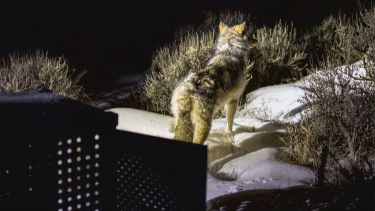 U.S. Fish and Wildlife Service threatens to take control of Colorado ...