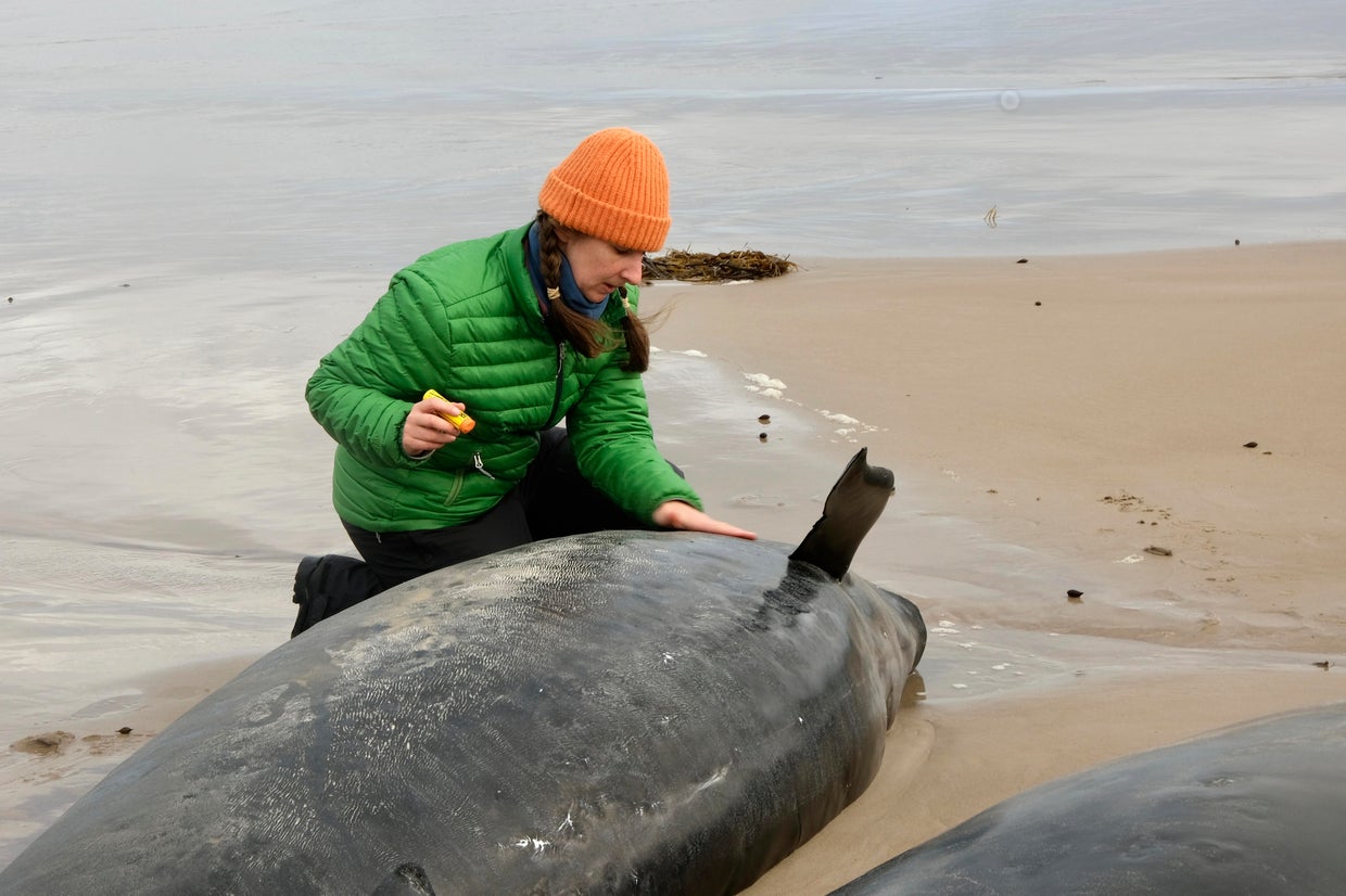 Over 150 false killer whales stranded on Australia beach cannot be ...