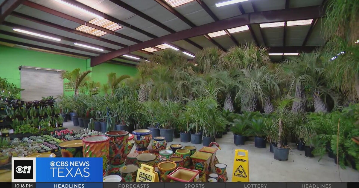 North Texas business sweats to save the palm trees amid latest arctic ...