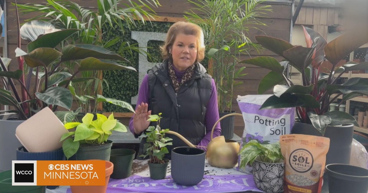 The importance of repotting, and how to know when to do it - CBS Minnesota