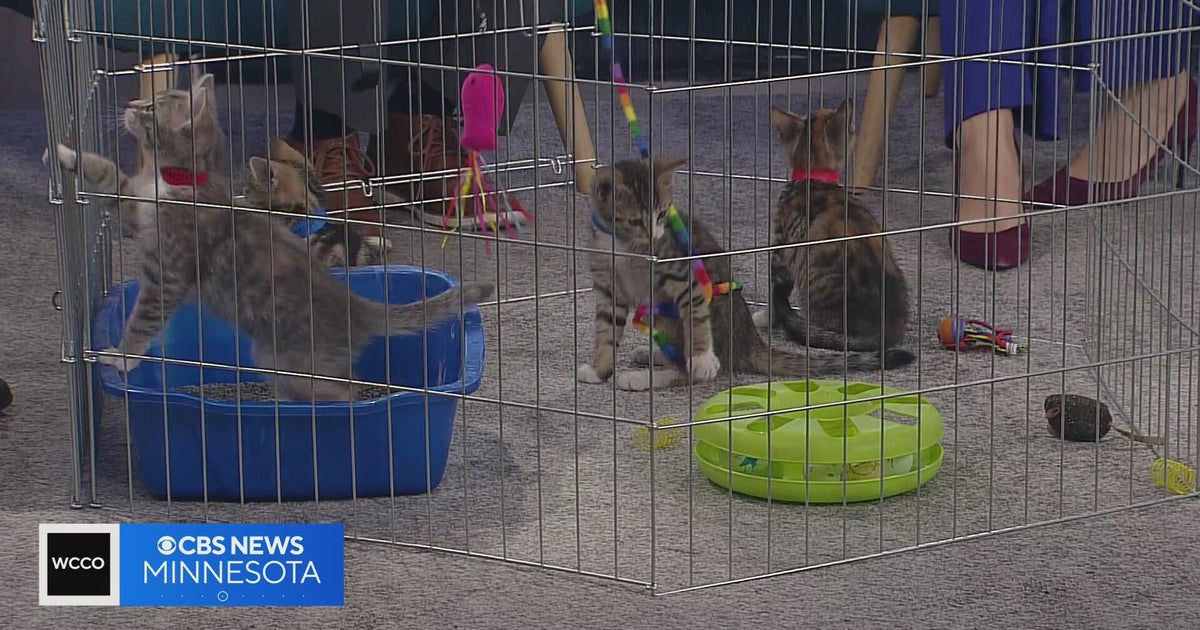 Forever Home Friday: Meet Doug, Destiny, Darla and Dustin! - CBS Minnesota