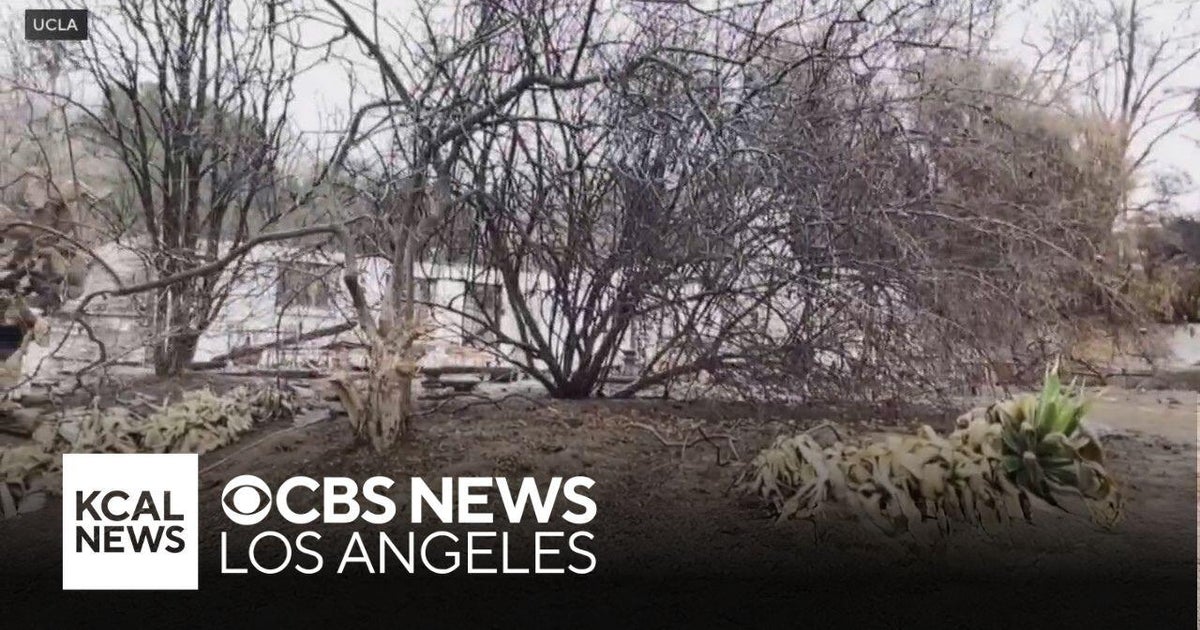 Altadena Green group commits to saving trees in burn scar area - CBS ...