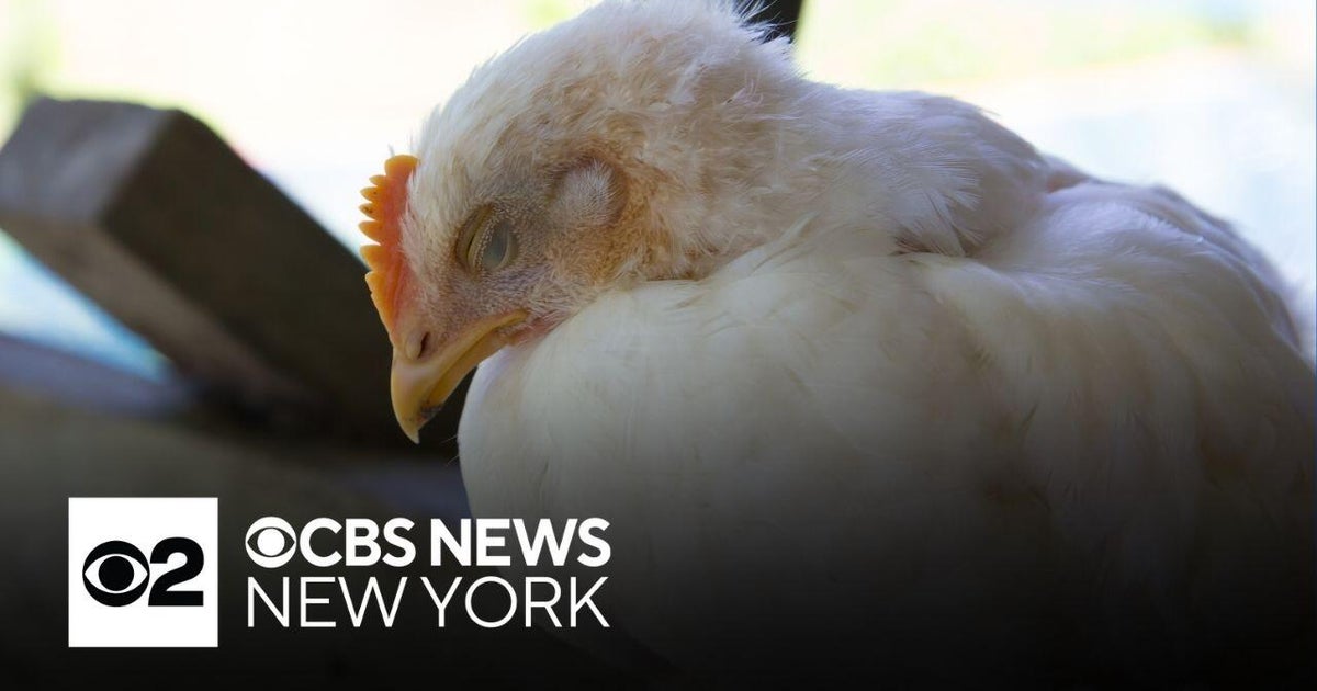 First feline bird flu case reported in New Jersey - CBS New York