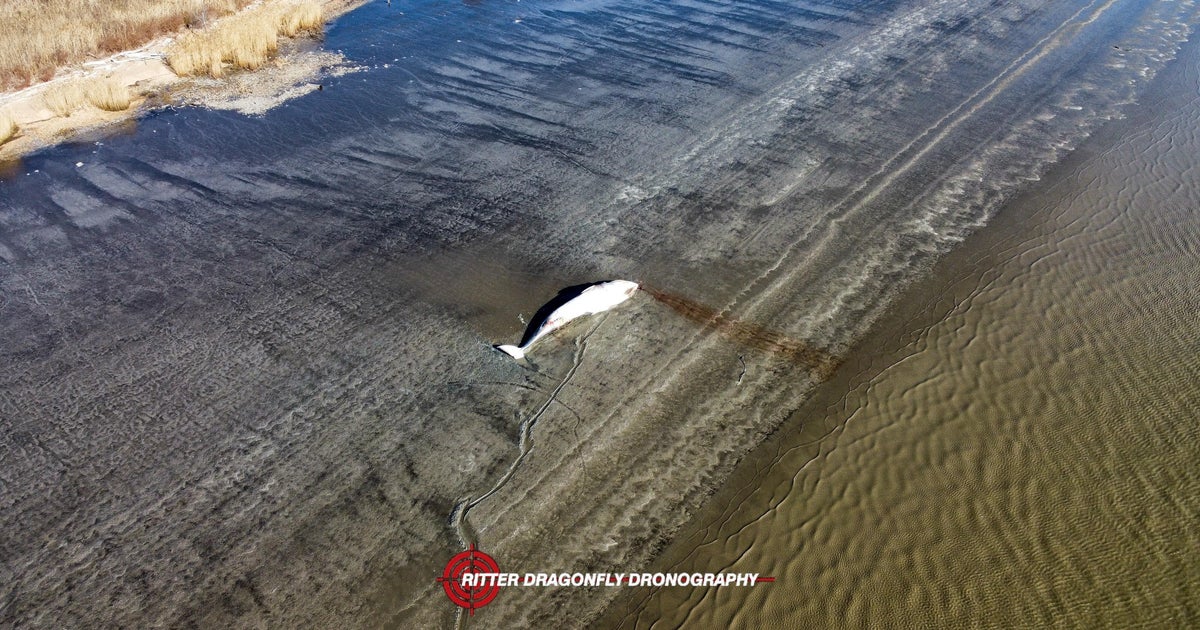 Dead whale washes up on Delaware River near Delaware Memorial Bridge ...