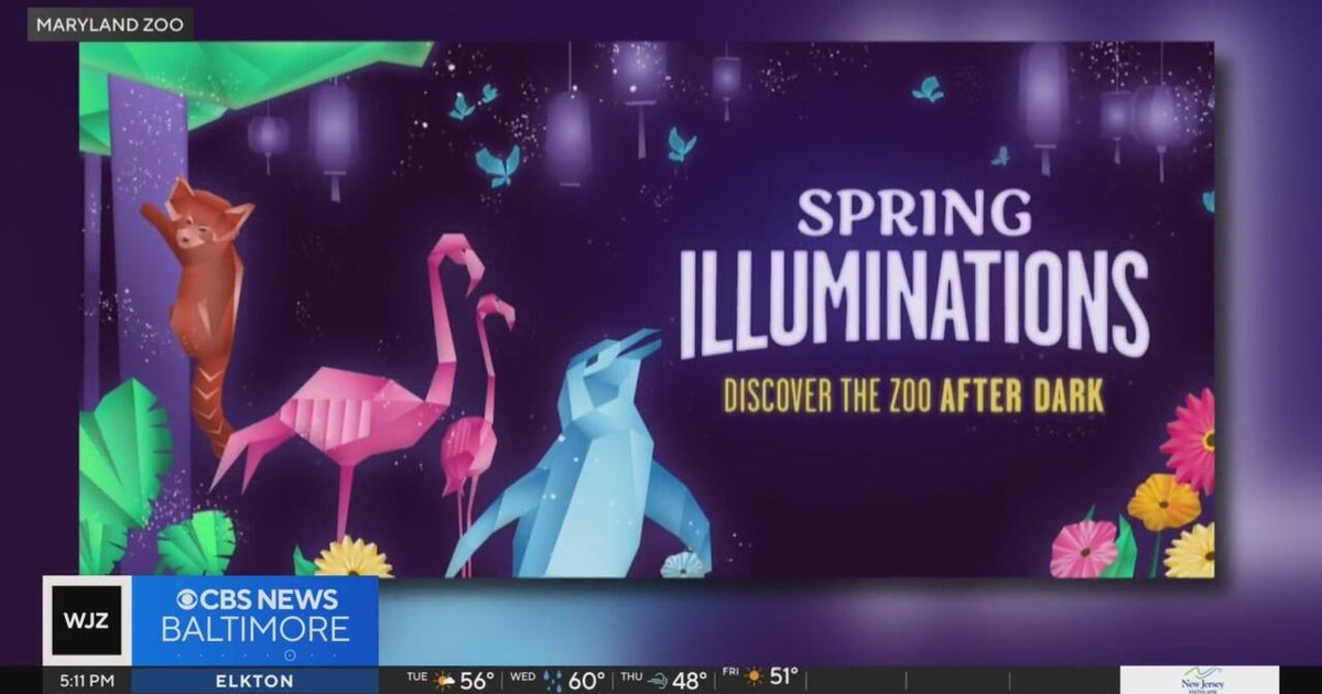 Spring illuminations opens at Maryland Zoo after dark - CBS Baltimore