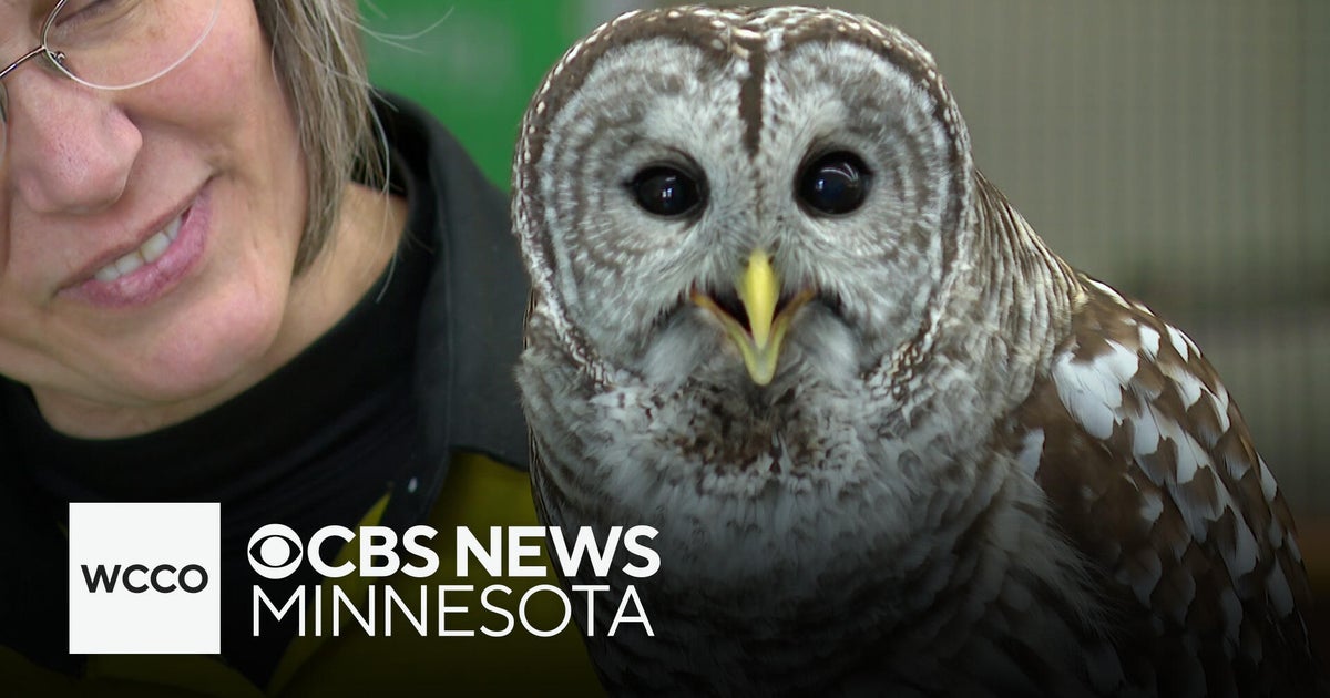 International Festival of Owls welcomes hundreds to small Minnesota ...