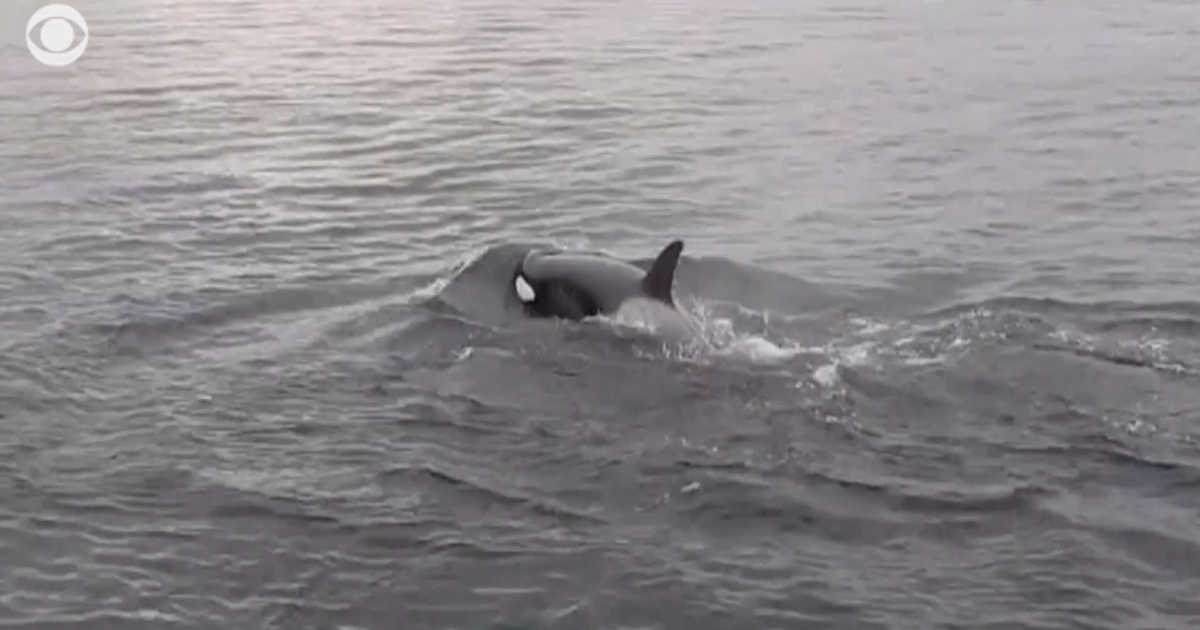 Pod of Bigg's killer whales caught on video in rarely seen bird hunt ...