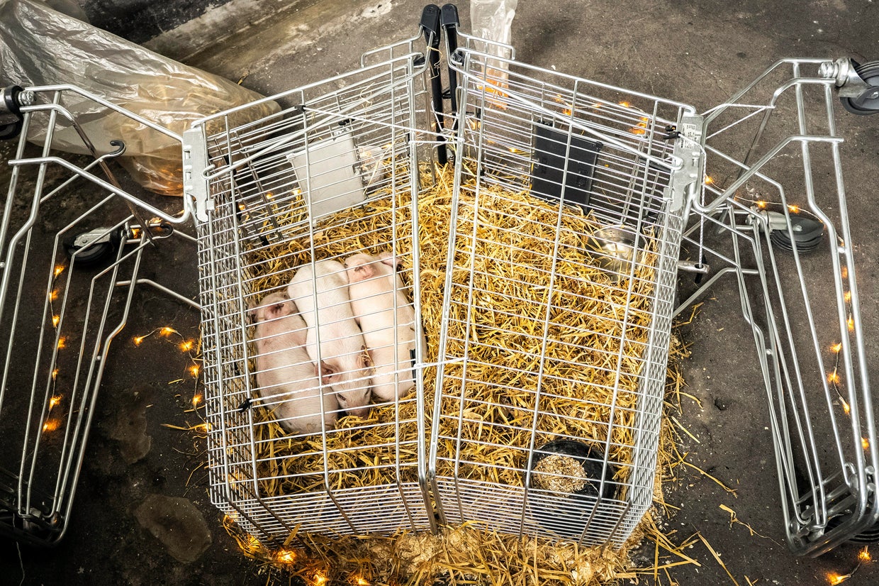 Piglets stolen after being left to starve to death in controversial ...