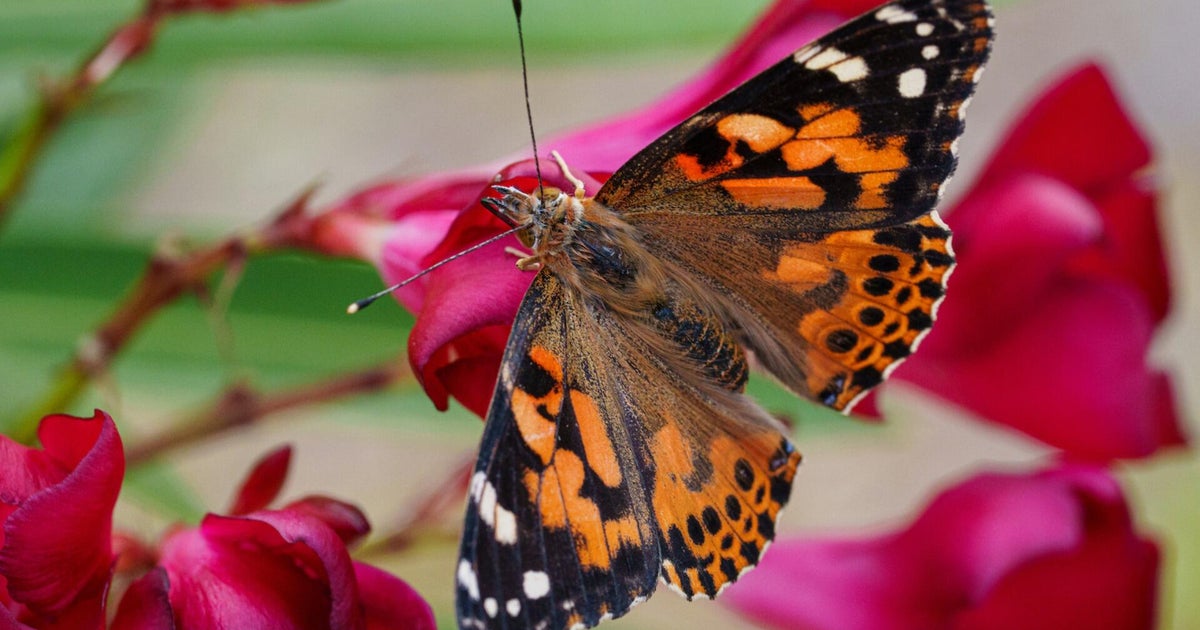 Alarming new data on butterfly decline in the U.S. - CBS News