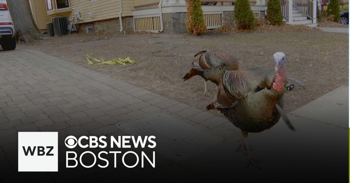 Brookline residents warned about aggressive wild turkeys during mating ...