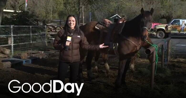 Spend Your Summer at the Stables with Fun Horseback Riding Lessons ...