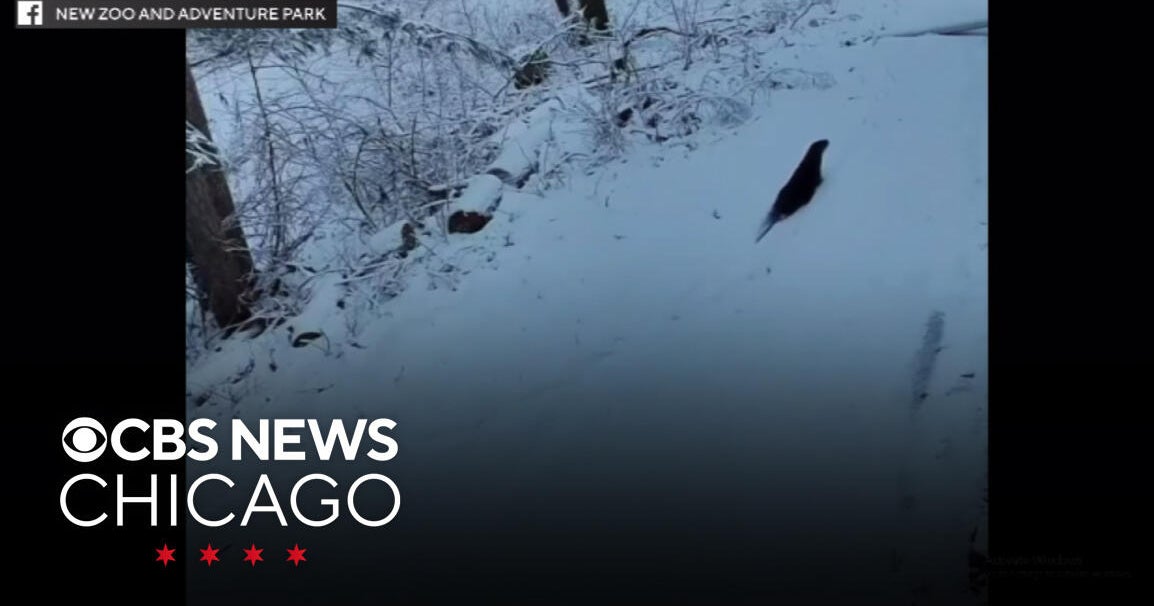 Otters on the run after escaping Northeastern Wisconsin Zoo - CBS Chicago