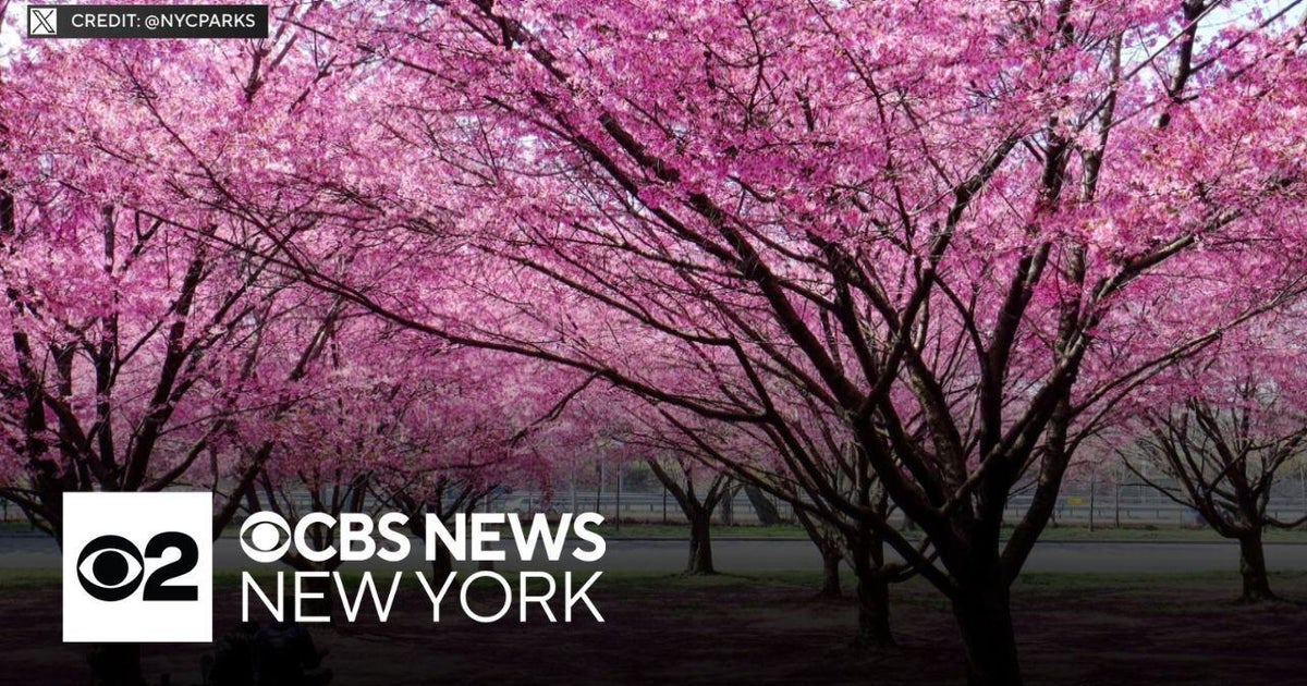 Cherry blossoms blooming in Queens - CBS New York