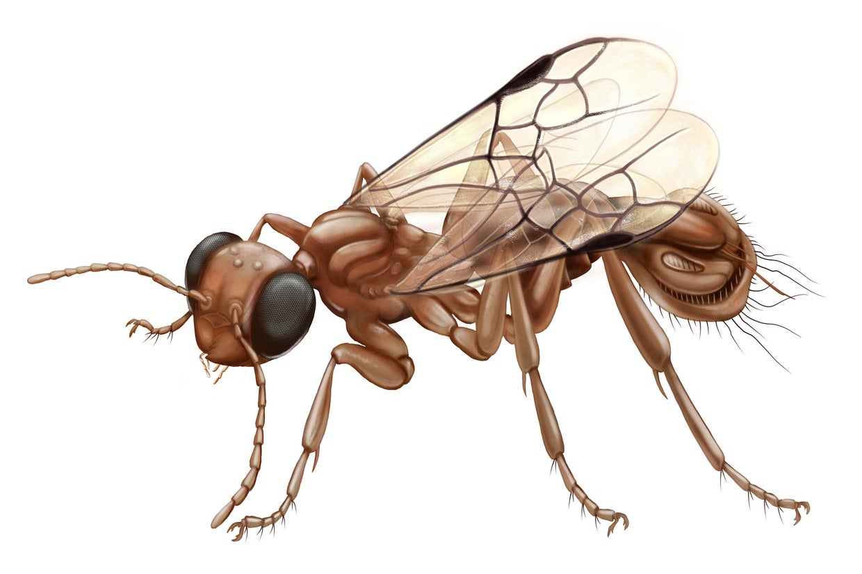 Scientists discover ancient wasp that snatched prey like a Venus ...