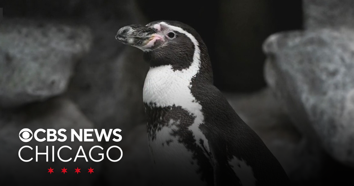 Pepe still in running for world’s favorite penguin. Here’s how to vote ...