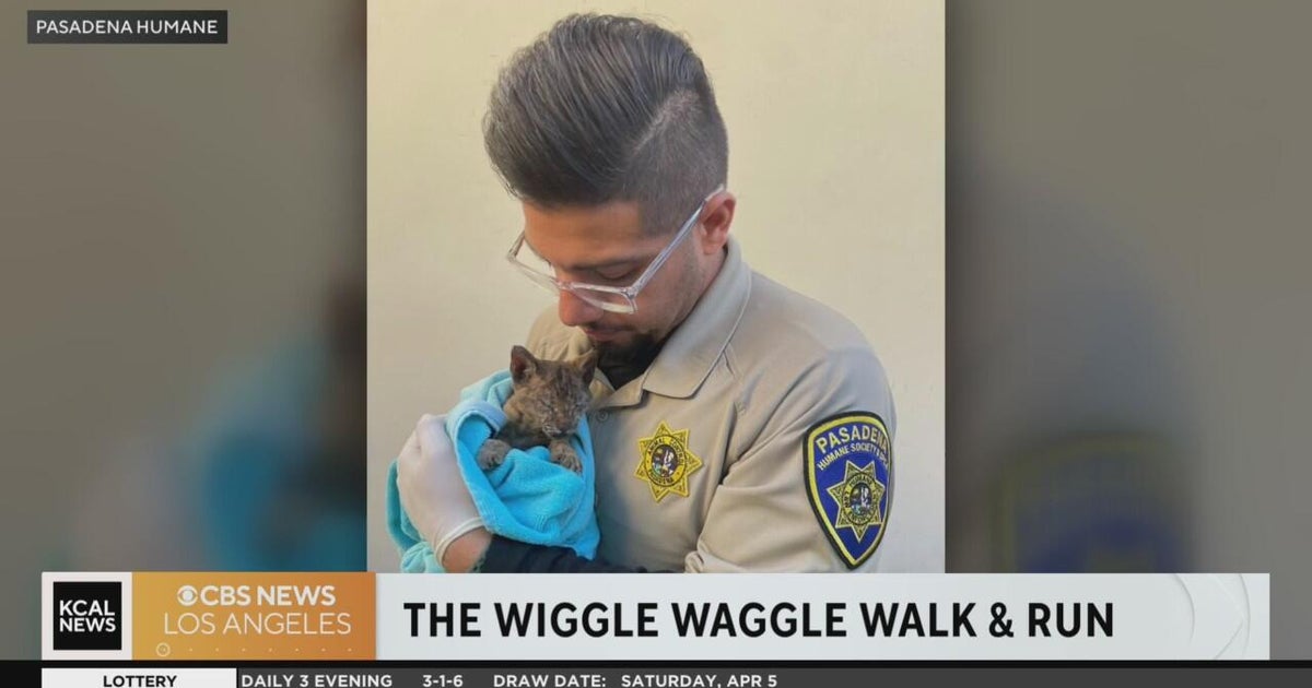 Community gathers for the 27th Annual Wiggle Waggle Walk & Run in ...