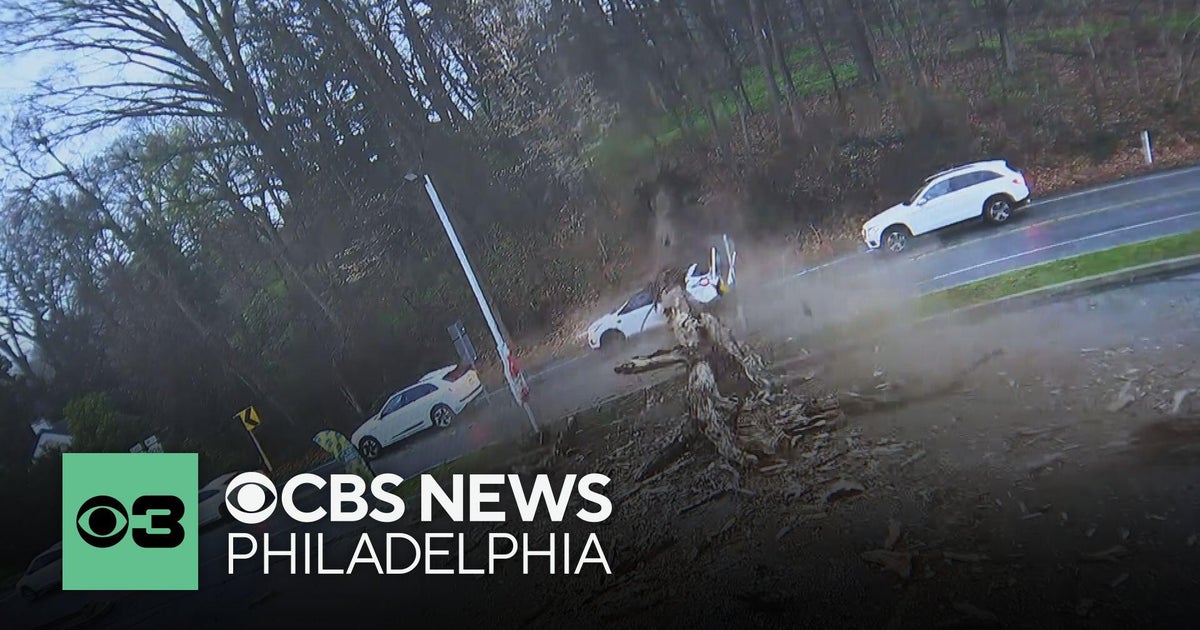 Tree smashes car on Pennsylvania Route 52 in Chester County - CBS ...
