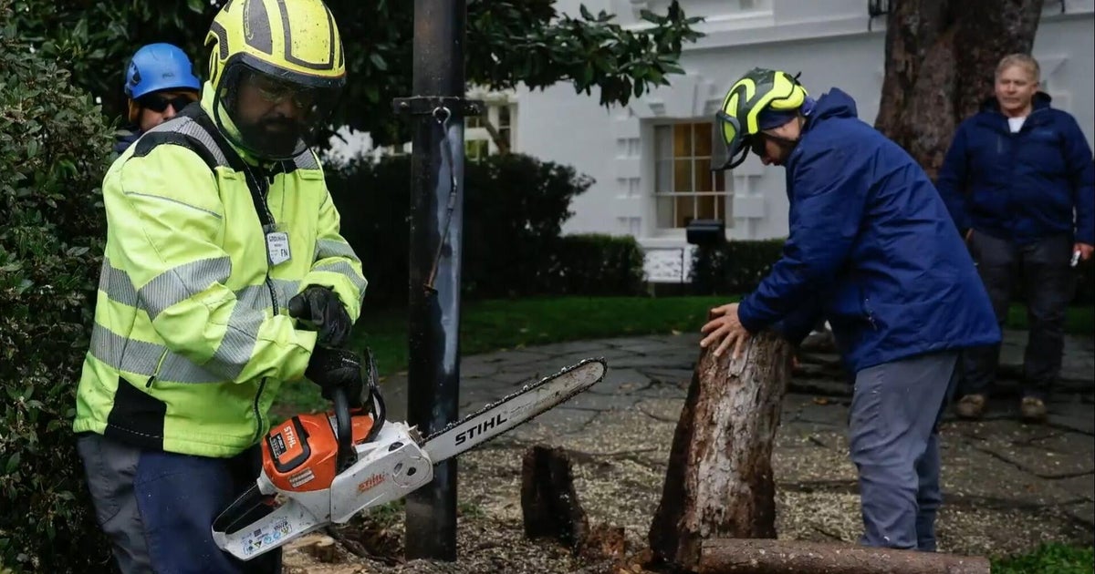 Historic White House tree planted by Andrew Jackson gets the axe - CBS News